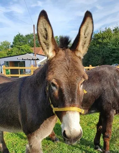 Animal and creative experiences - North Ferriby - North Ferriby Riding ...